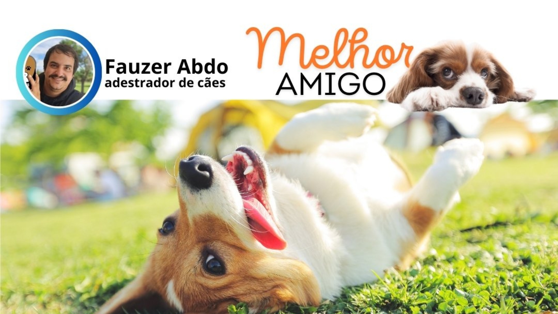 Como ensinar seu cão? – Dumont Digital